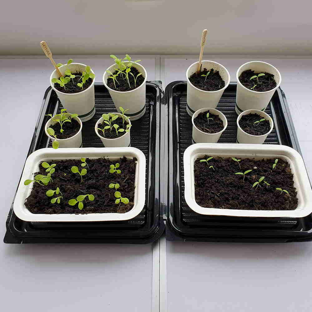 Growing Seeds in Compostable Packaging Week 4